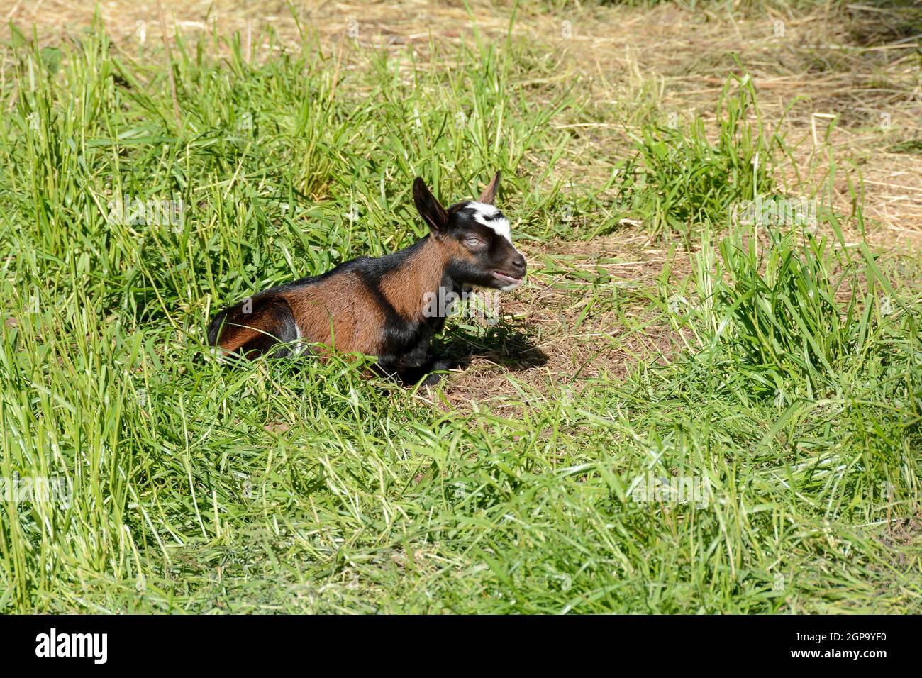 Old goat hi-res stock photography and images - Alamy