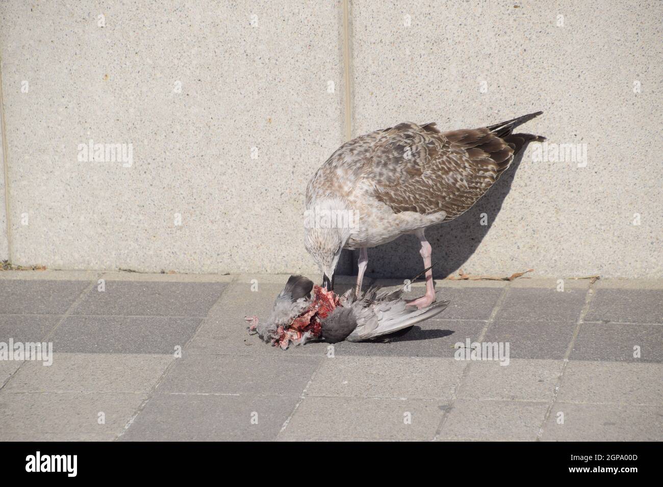 seagull is eating a dead dove. Seagull is a predator Stock Photo - Alamy