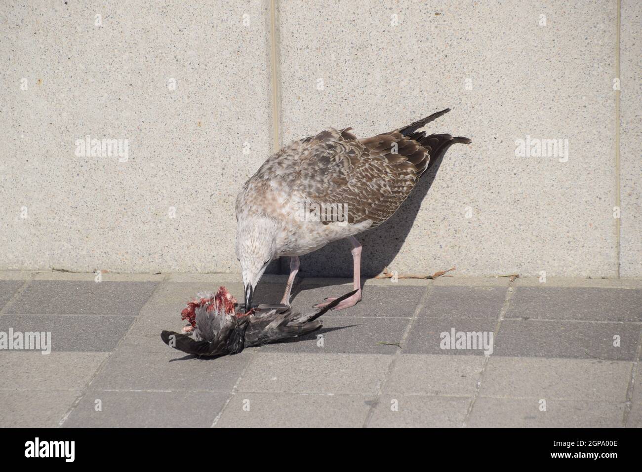 seagull is eating a dead dove. Seagull is a predator Stock Photo - Alamy
