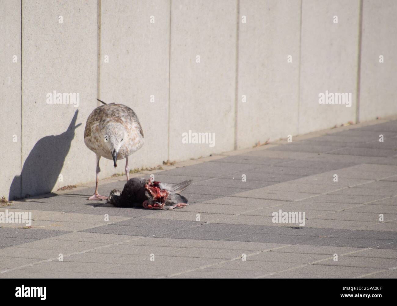 seagull is eating a dead dove. Seagull is a predator Stock Photo - Alamy