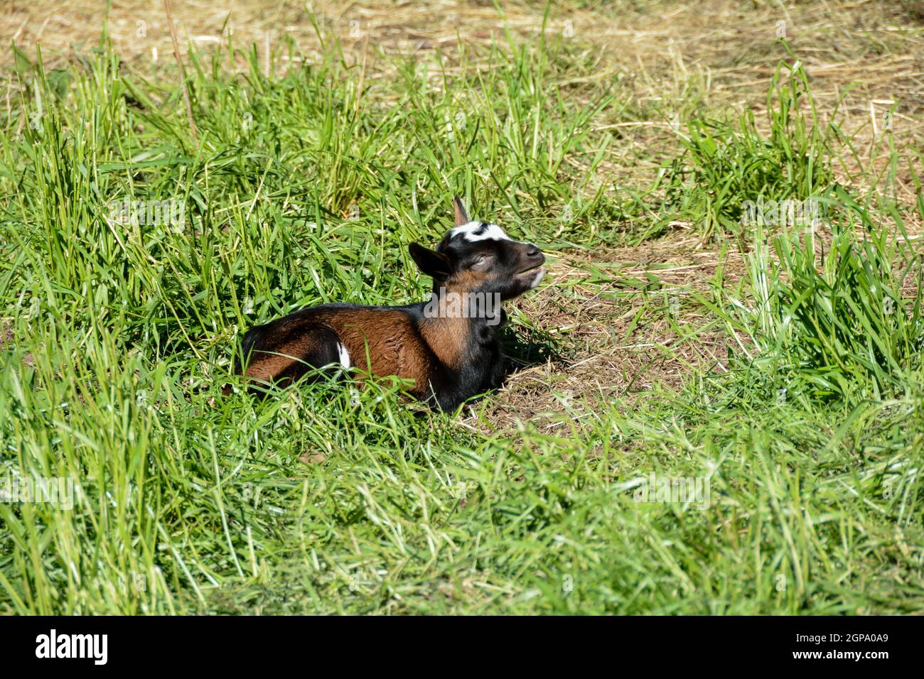 Kid goat lamb hi-res stock photography and images - Alamy