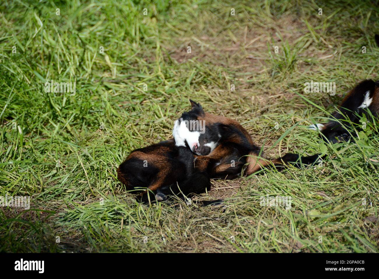 Old goat hi-res stock photography and images - Alamy