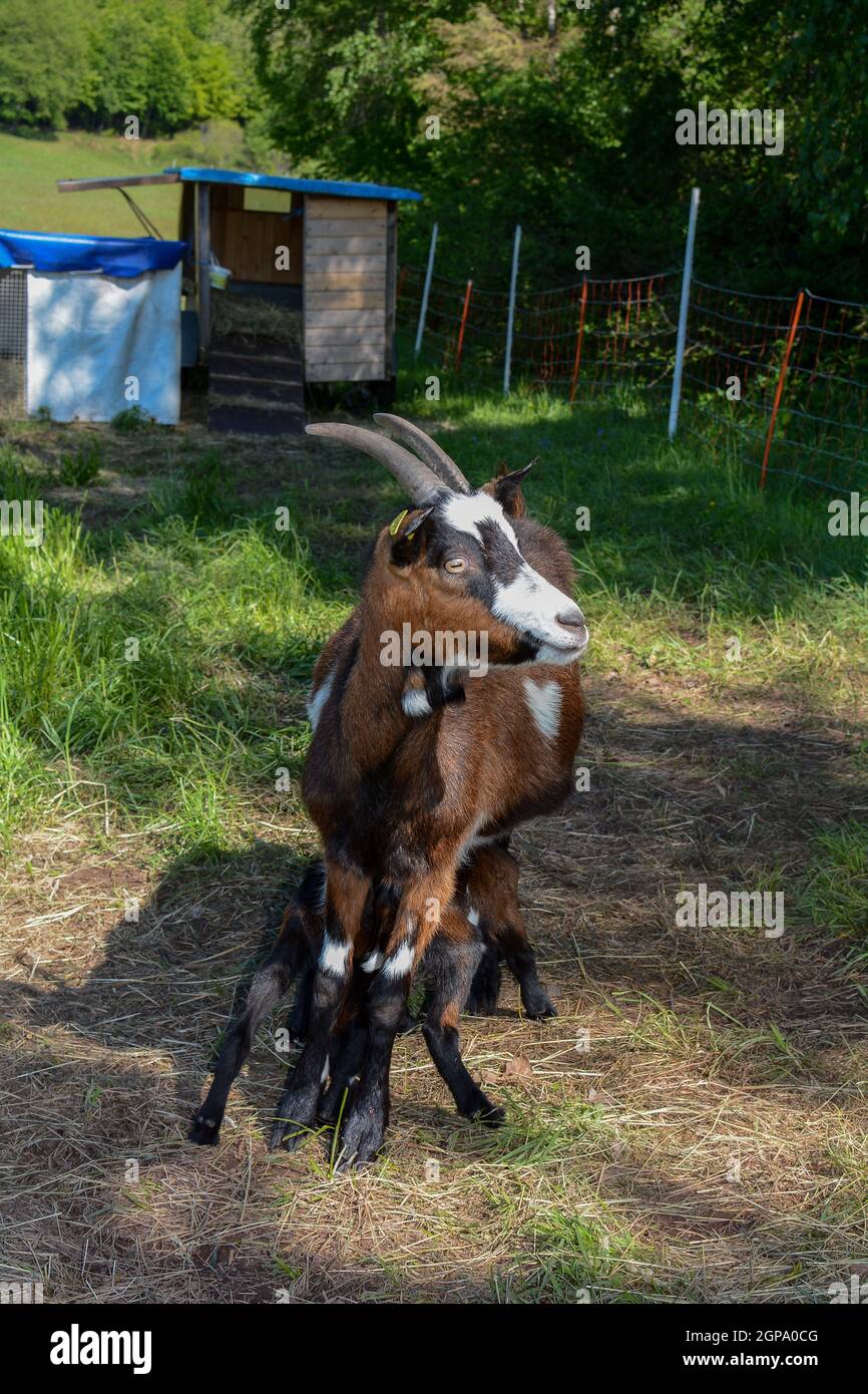 1 week old kid with mother goats drinking milk on a green meadow Stock ...