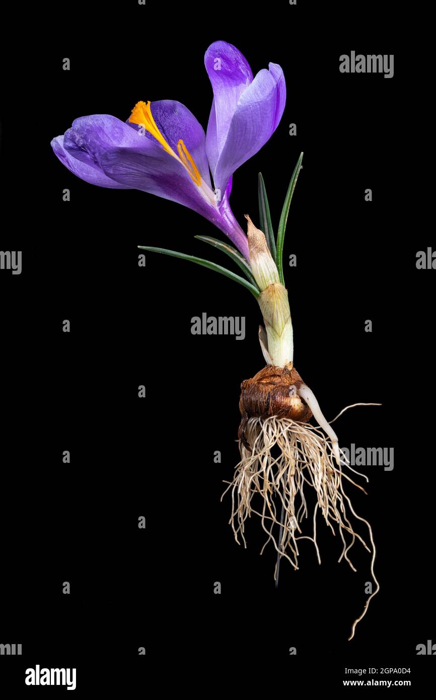 Complete purple crocus with flower, leaves, roots and onion isolated on ...