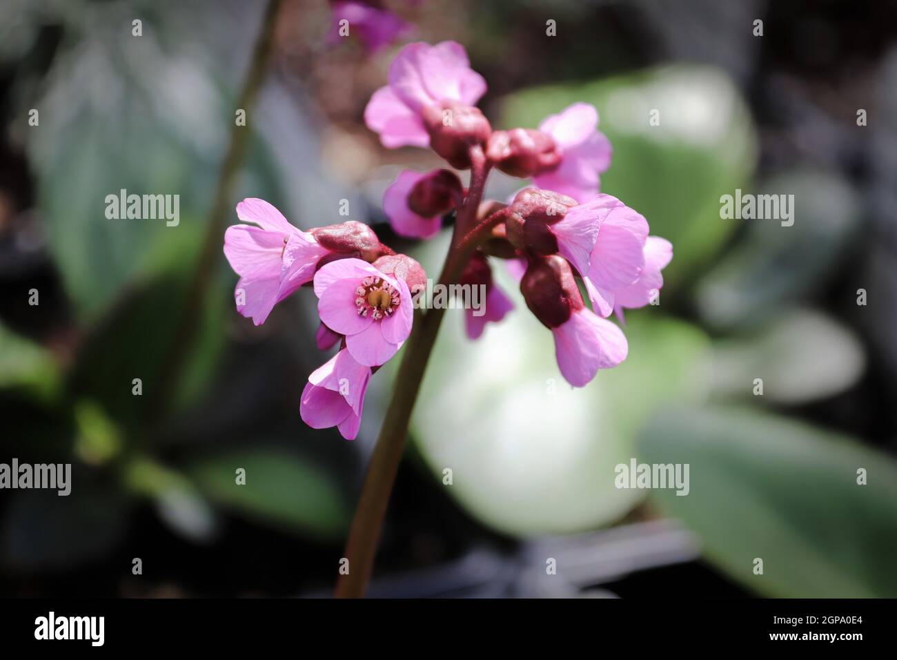 Macro view of bergina trumpet blossoms in bloom Stock Photo - Alamy