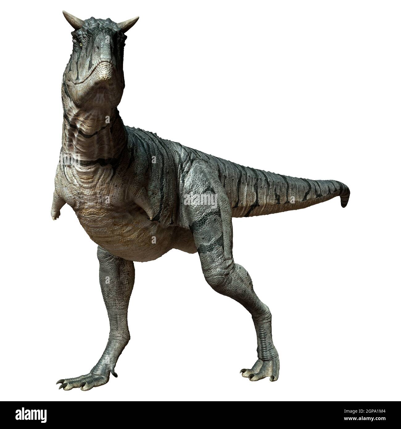 3D rendering of a Carnotaurus Sastrei dinosaur or flesh eating bull ...