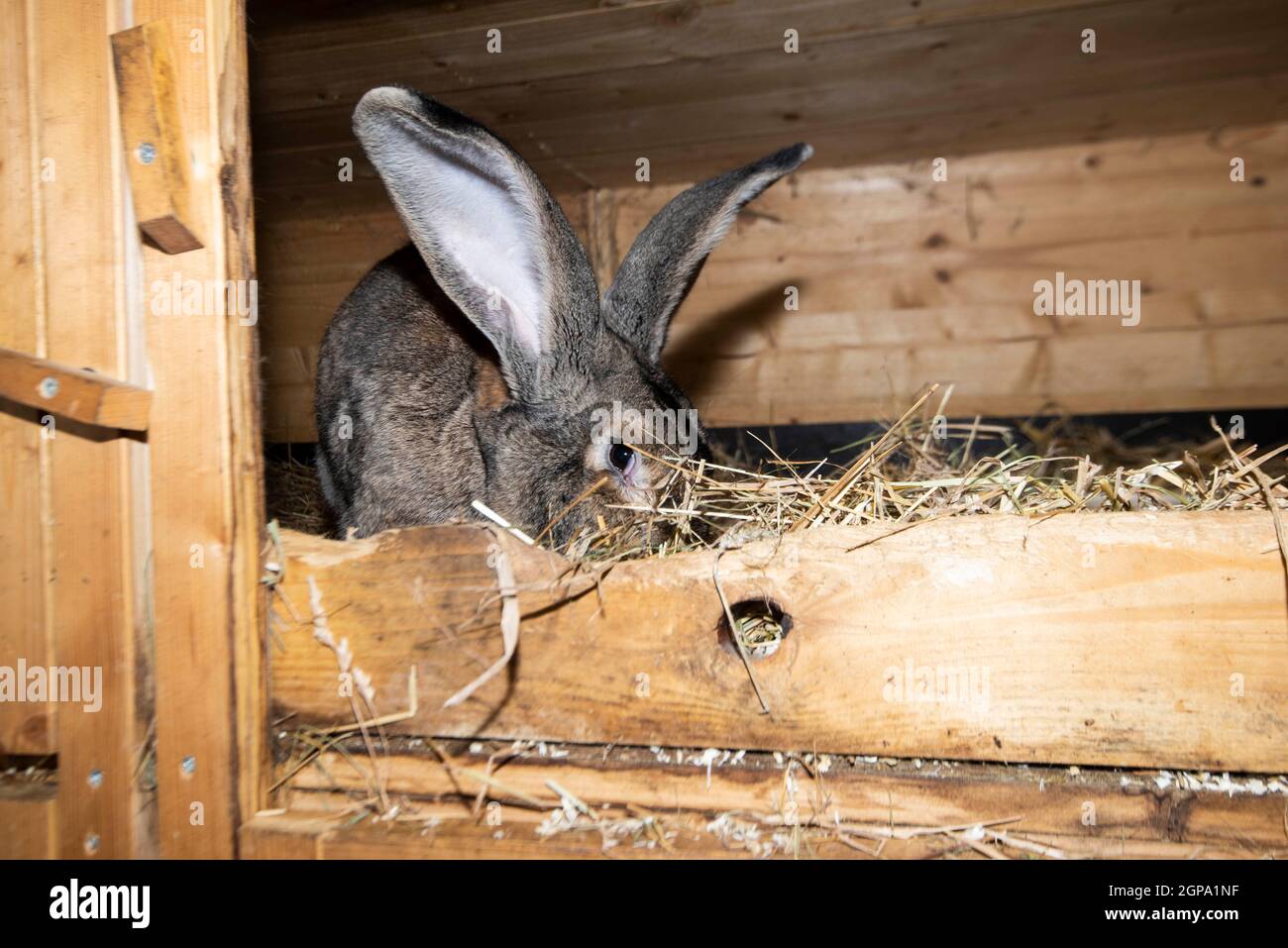 a rabbit or a hare in livestock farming and breeding Stock Photo - Alamy