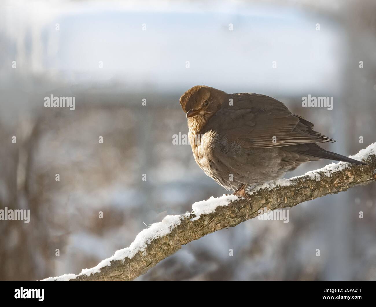Bird common European thrush sitting on a branch Stock Photo - Alamy