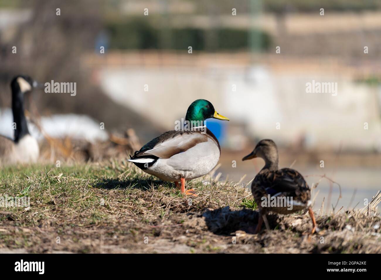 Flying mallard water meadow hi-res stock photography and images - Alamy