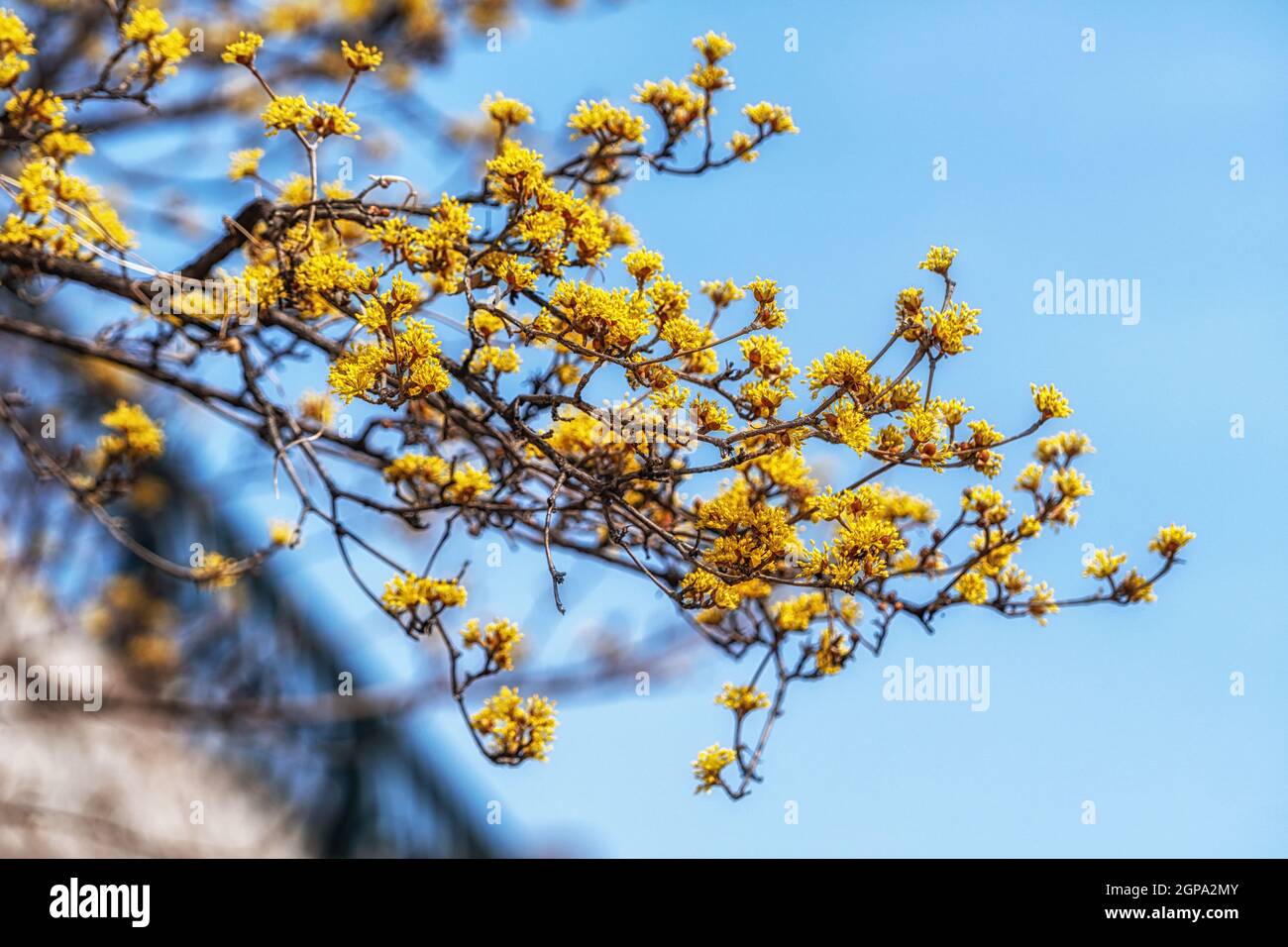 Cornus Officinalis or also called Sansuyu or Sanshuyu in Korean ...