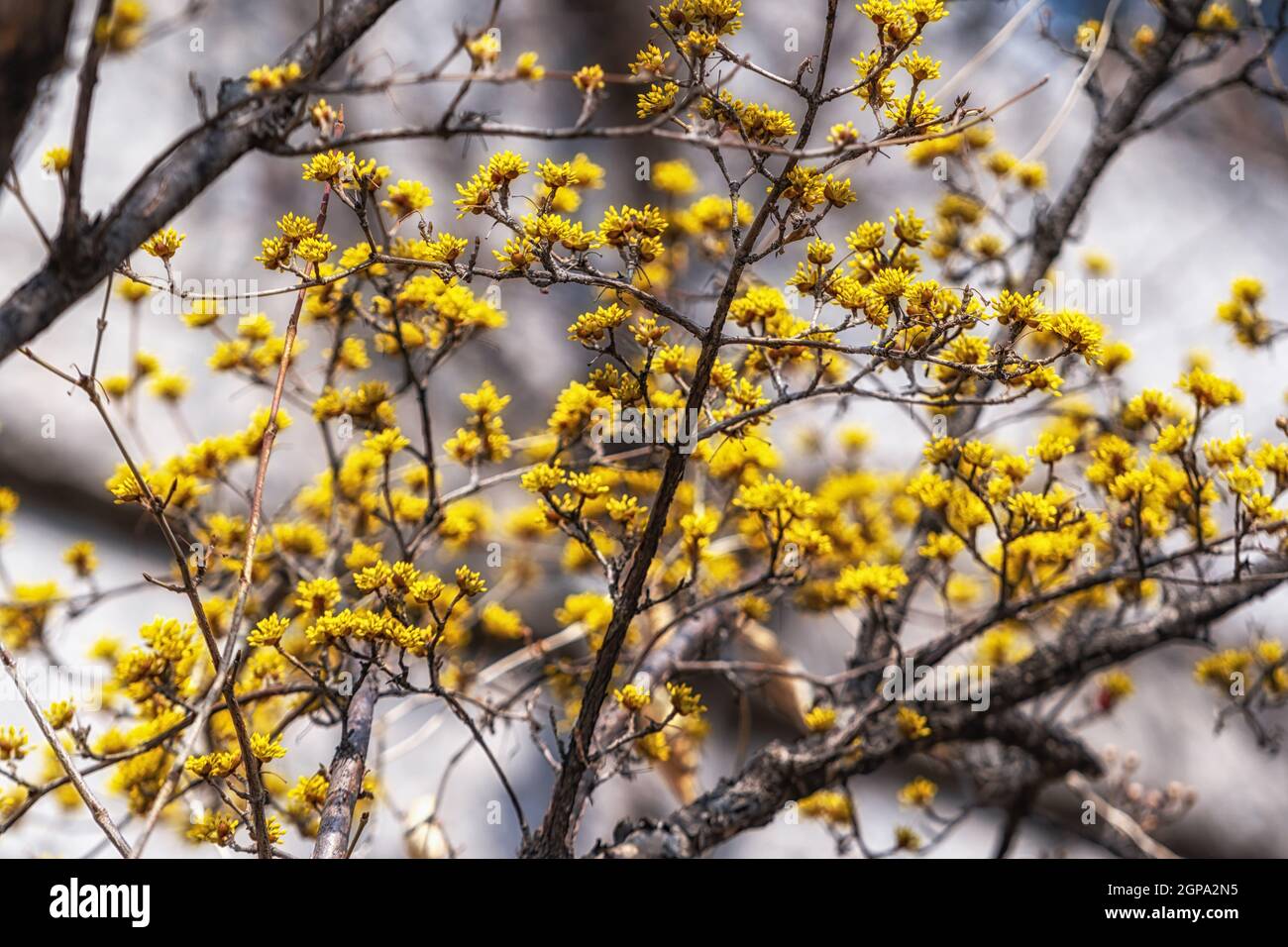 Cornus Officinalis or also called Sansuyu or Sanshuyu in Korean ...