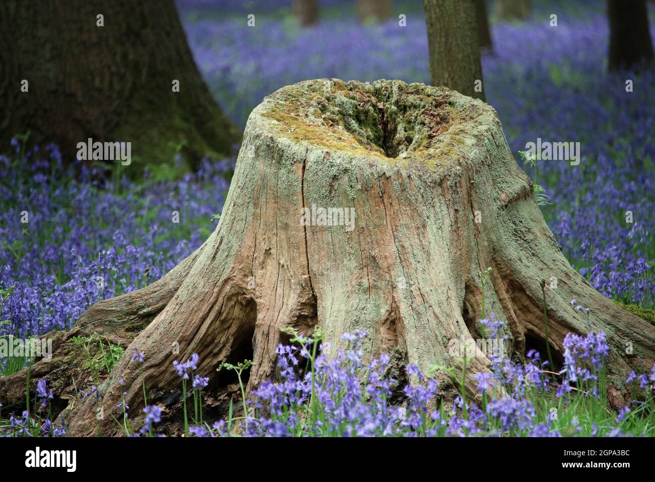 Hollow Tree Stump High Resolution Stock Photography and Images - Alamy