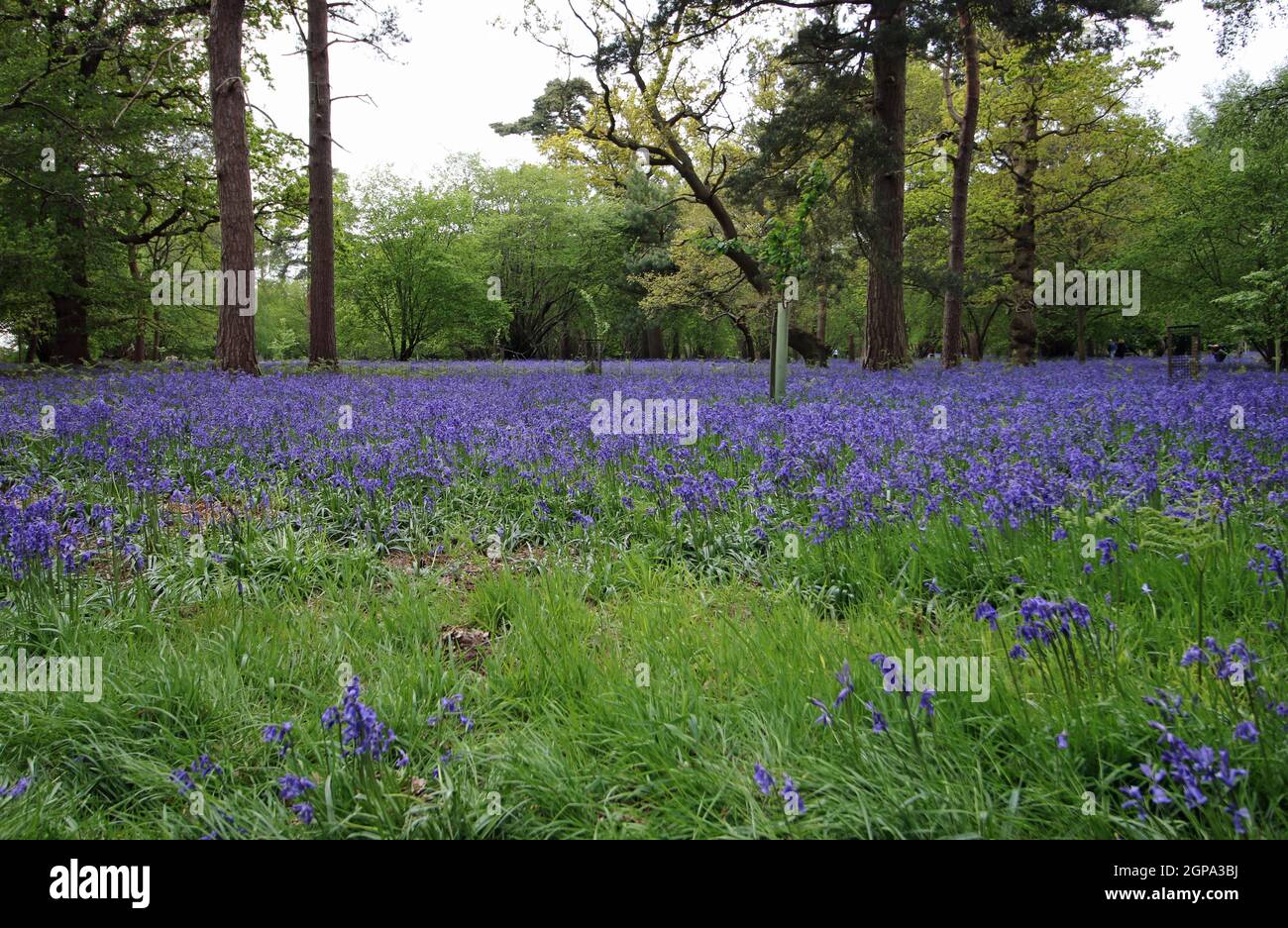 Spring woodland with bluebell, Hyacinthoides non scripta, flowers ...