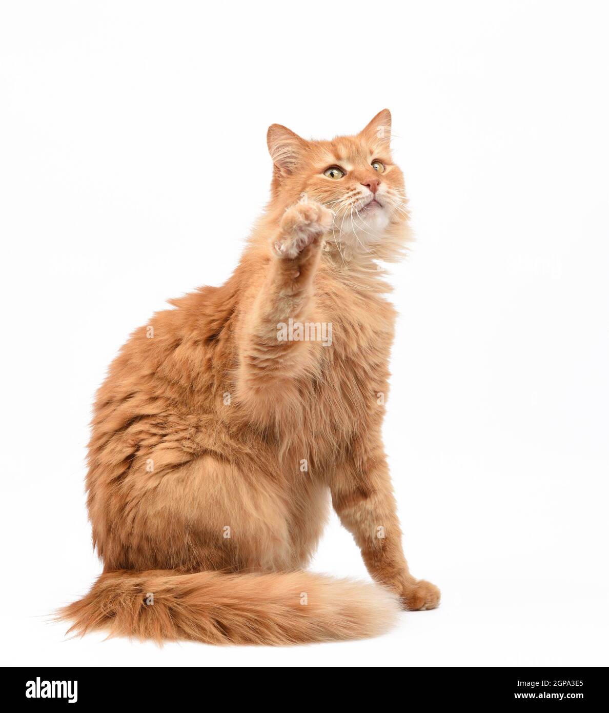 adult fluffy red cat sitting and raised its front paws up, animal on a ...