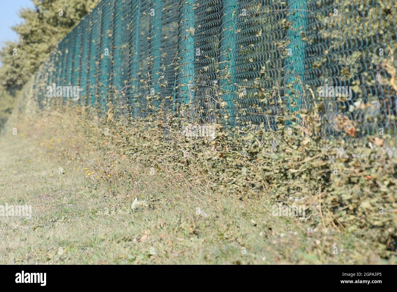 Fence from the mesh netting with the fallen leaves fallen to it. The ...