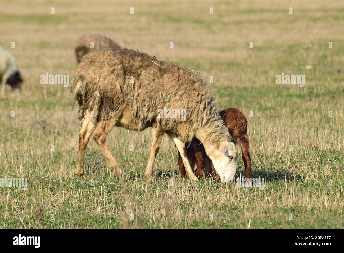 Sheep in the pasture. Grazing sheep herd in the spring field near the ...
