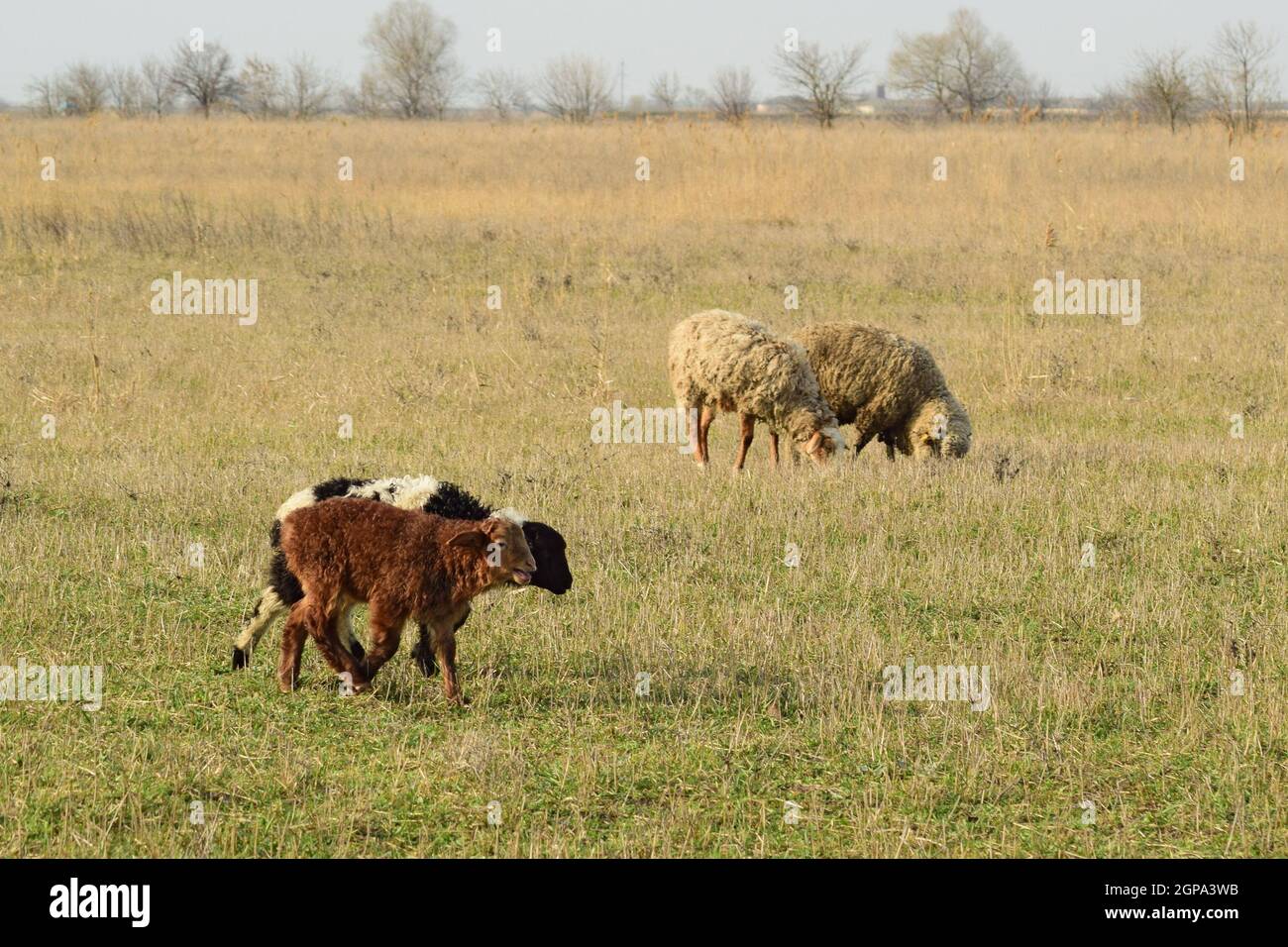 Sheep in the pasture. Grazing sheep herd in the spring field near the ...