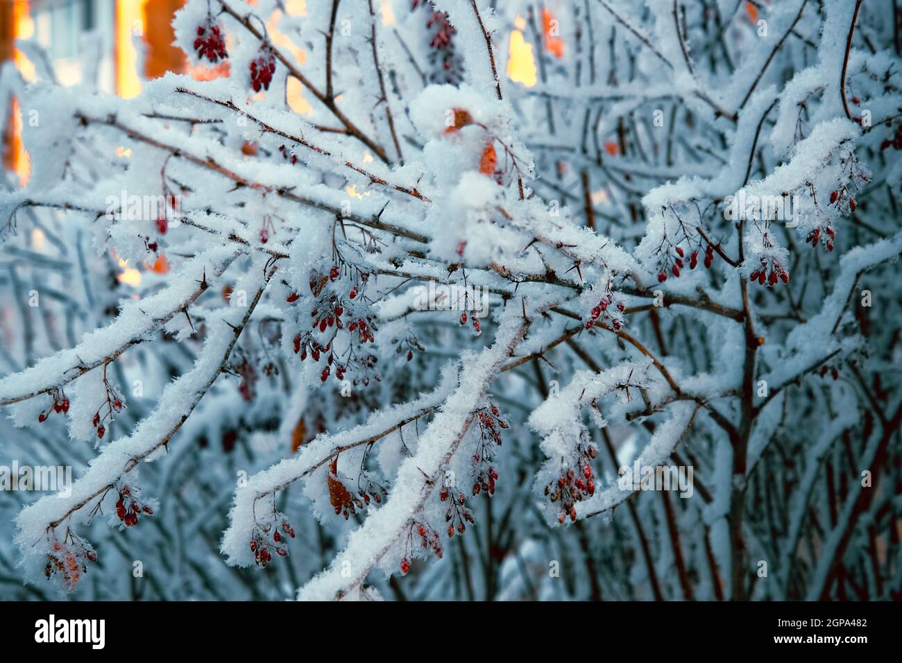 Snowy trees with red berries hi-res stock photography and images - Alamy