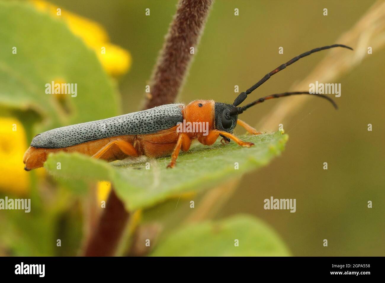 Colorful Horned Beetle