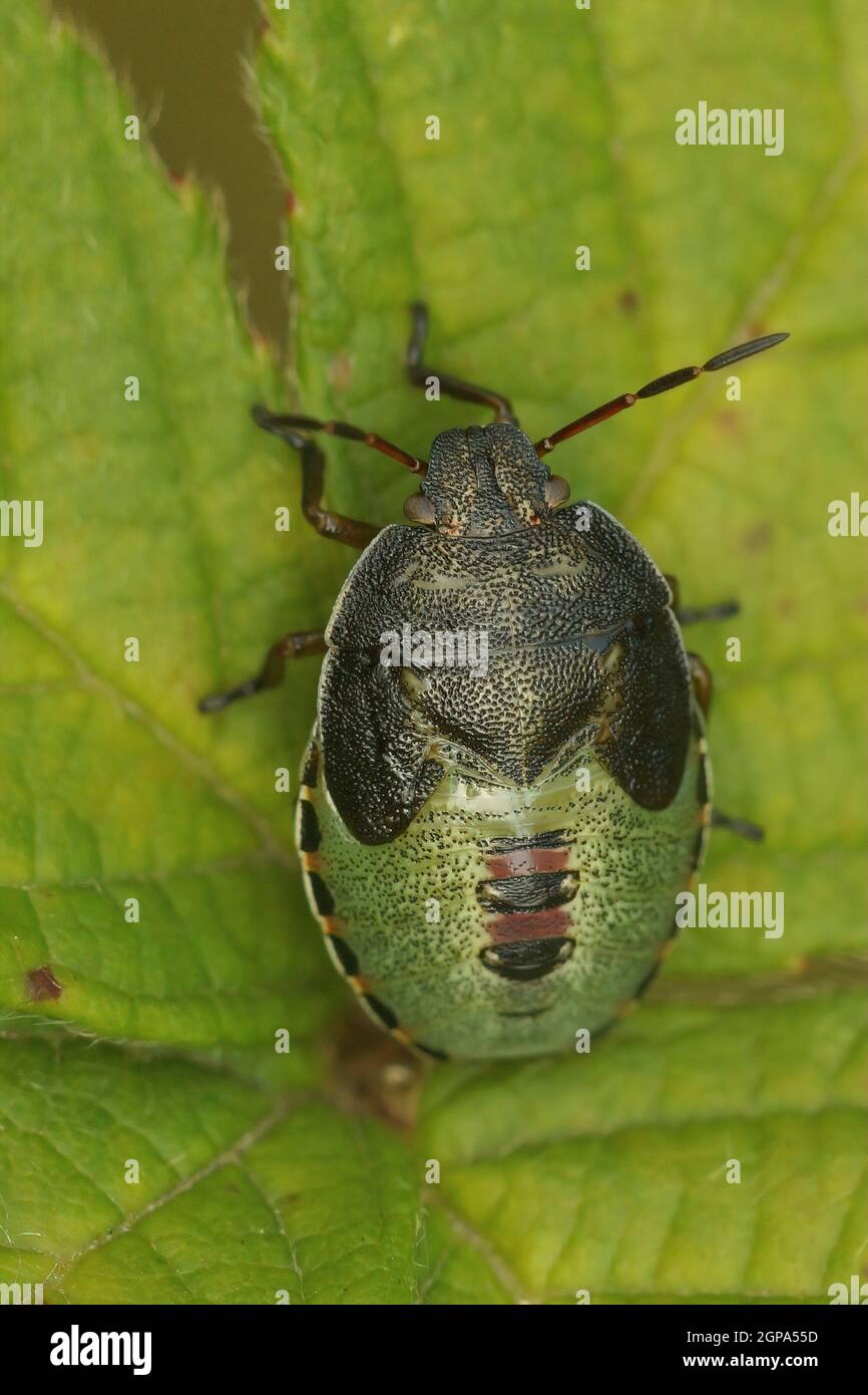 Detailed closeup on a nymph of the gorse shield bug,Piezodorus ...