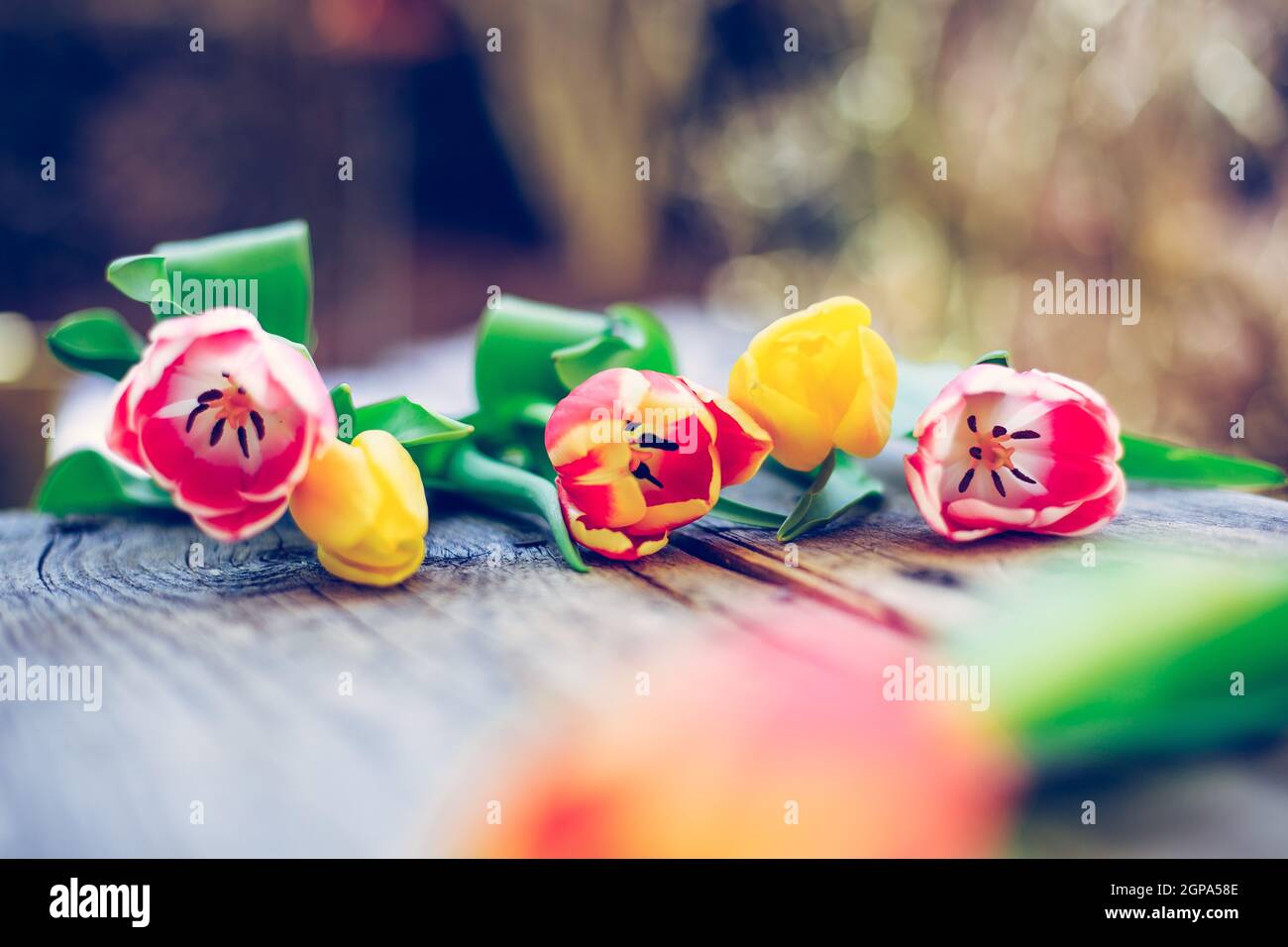Spring flowers (tulips) are lying on a rustic wood table, garden in the ...