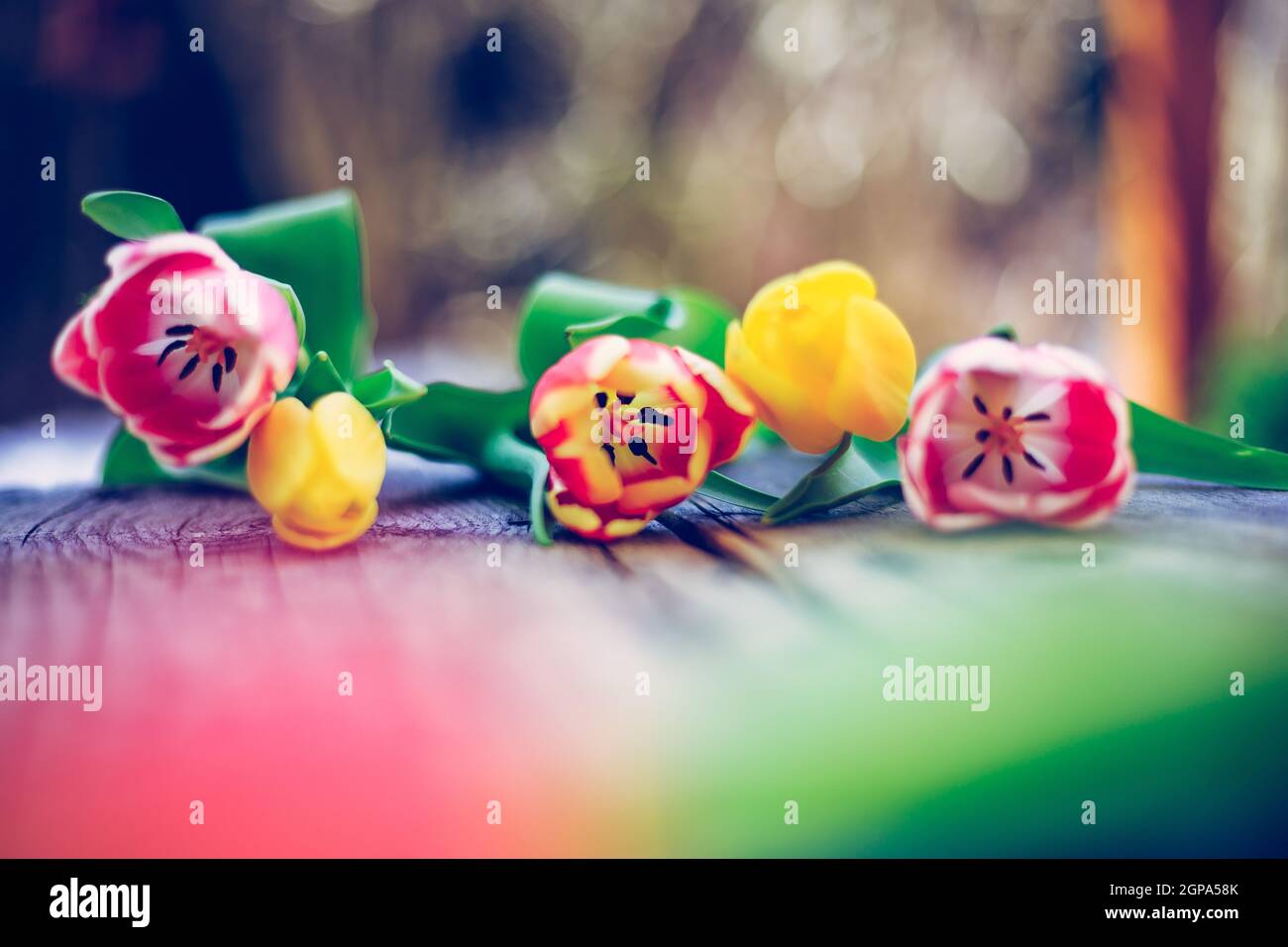 Spring flowers (tulips) are lying on a rustic wood table, garden in the ...