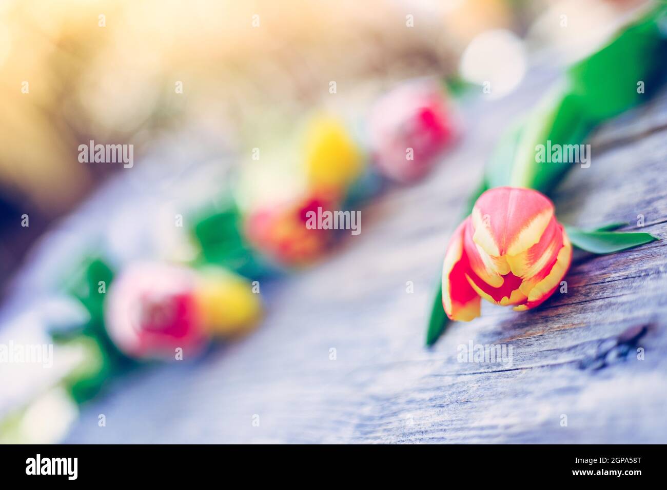 Spring flowers (tulips) are lying on a rustic wood table, garden in the ...