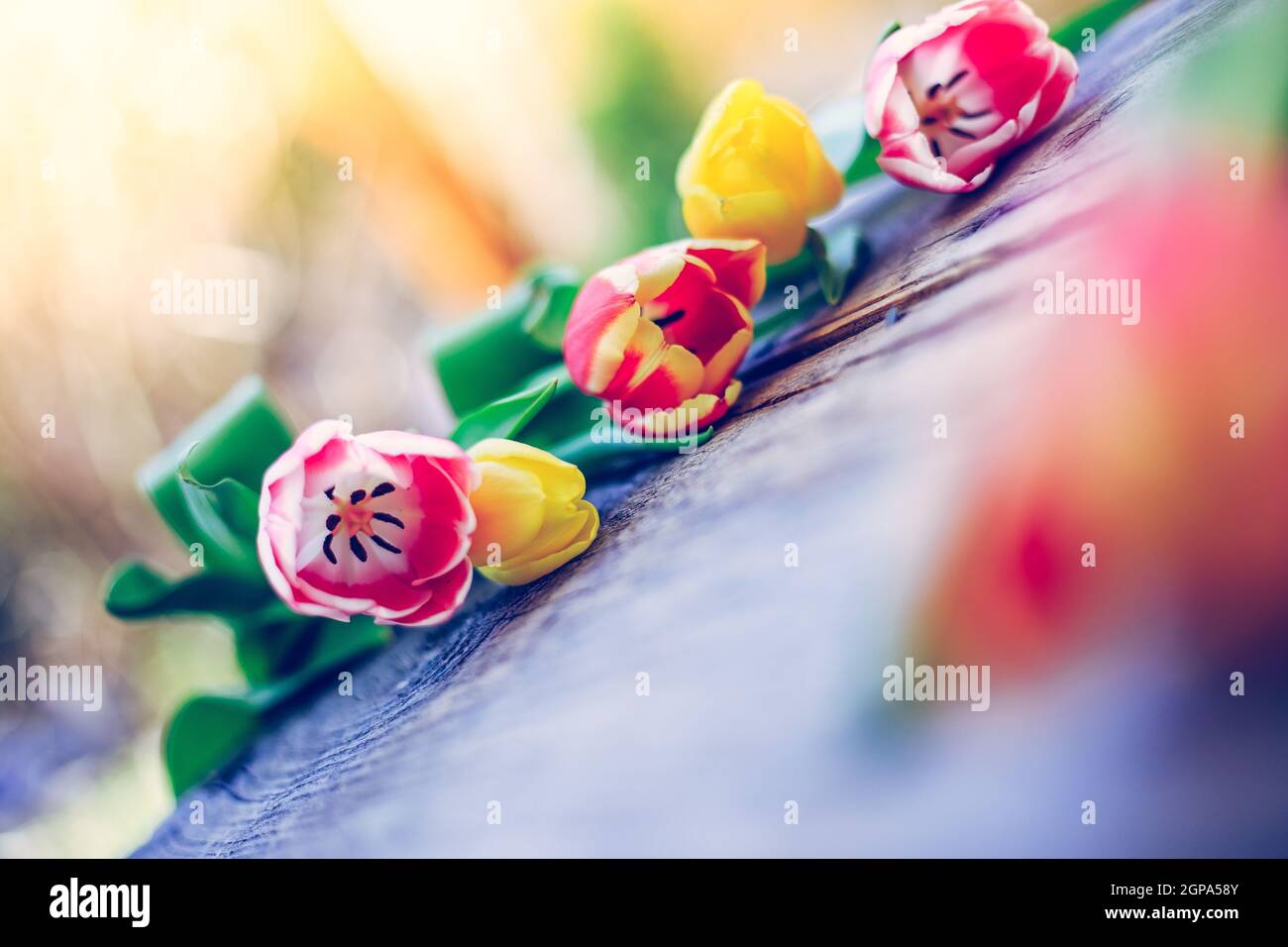 Spring flowers (tulips) are lying on a rustic wood table, garden in the ...