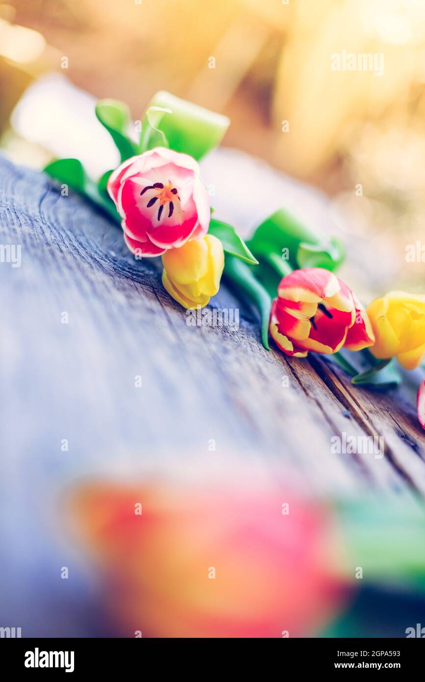 Spring flowers (tulips) are lying on a rustic wood table, garden in the ...
