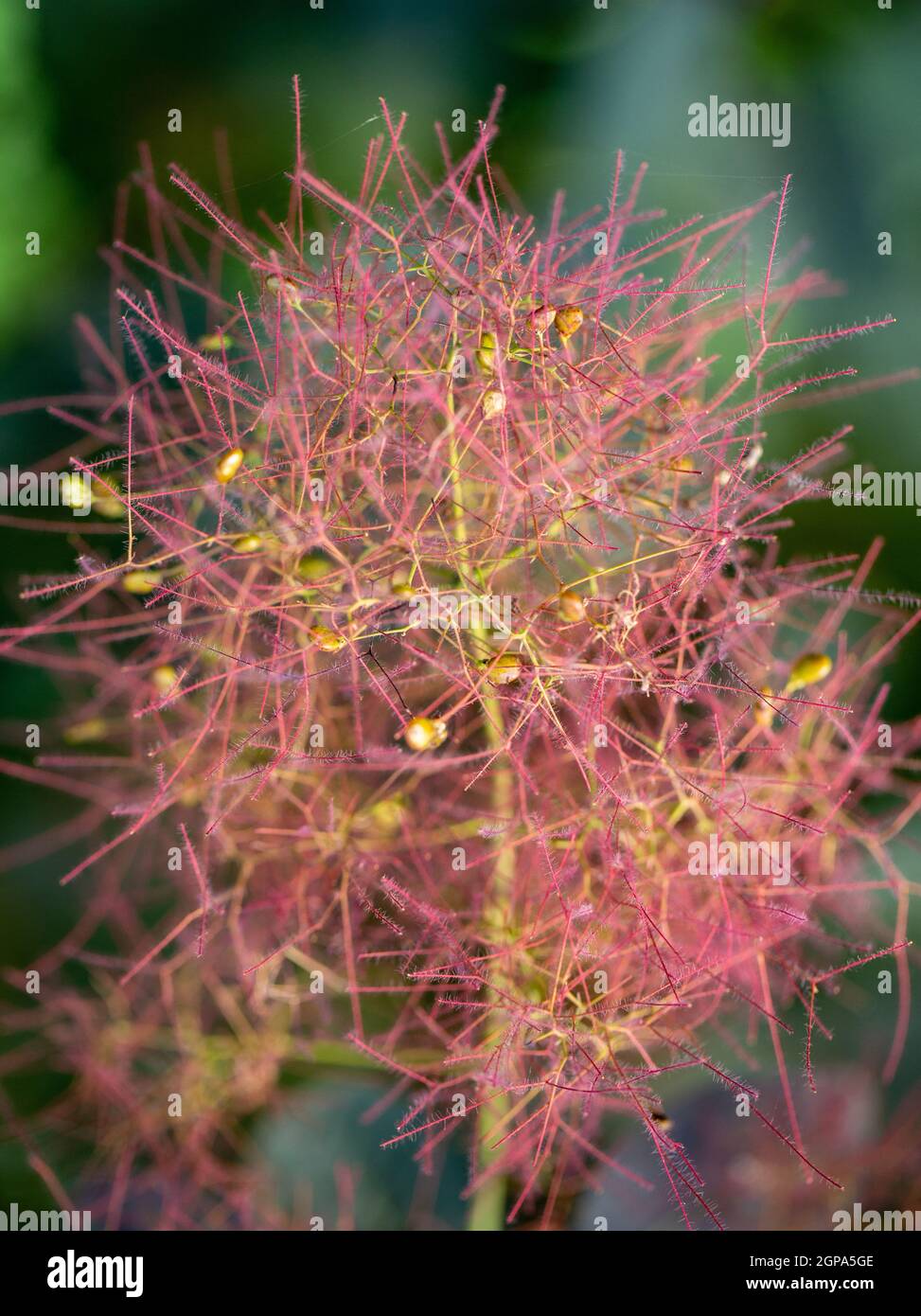 Cotinus also known as the smoketree in the garden Stock Photo - Alamy