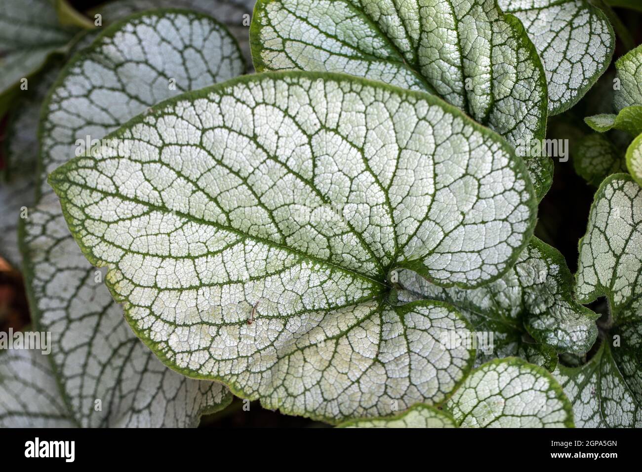 Heartleaf brunnera, Siberian bugloss ( Brunnera macrophylla 'Jack Frost ...