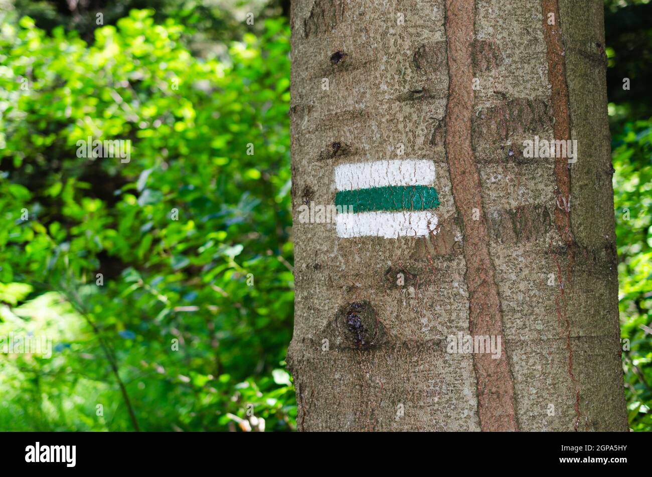 Detail of touristic marking on green hiking trails. Marks painted on ...