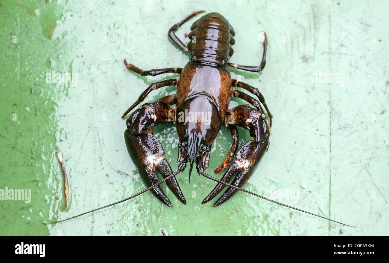 Introduced species fish hi-res stock photography and images - Alamy