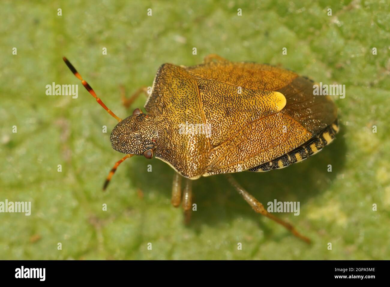Closeup on the Vernal shieldbug, Peribalus strictus , sitting Stock ...