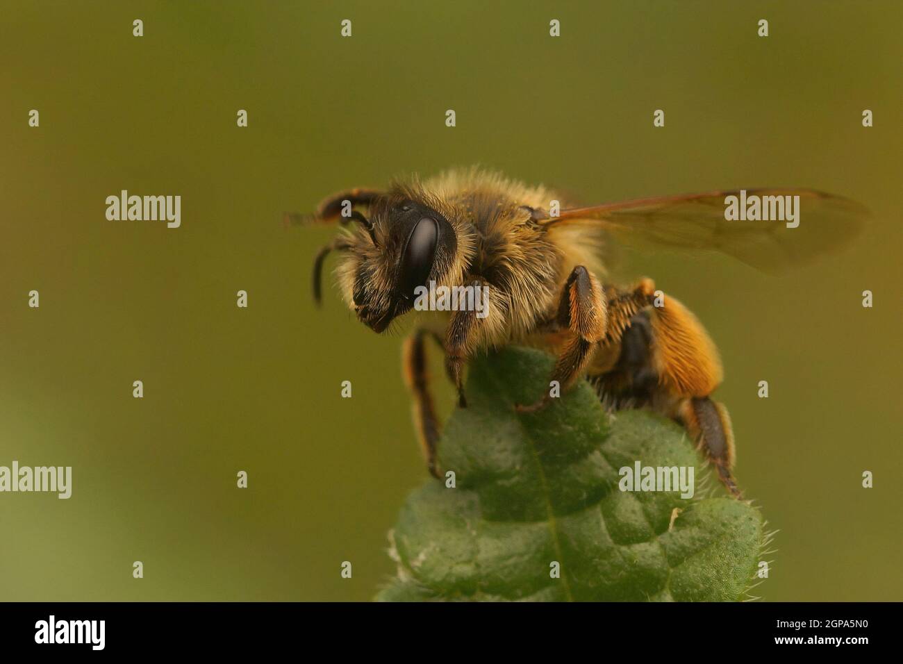 Closeup of a female Yellow legged mining bee, Andrena flavipes Stock ...