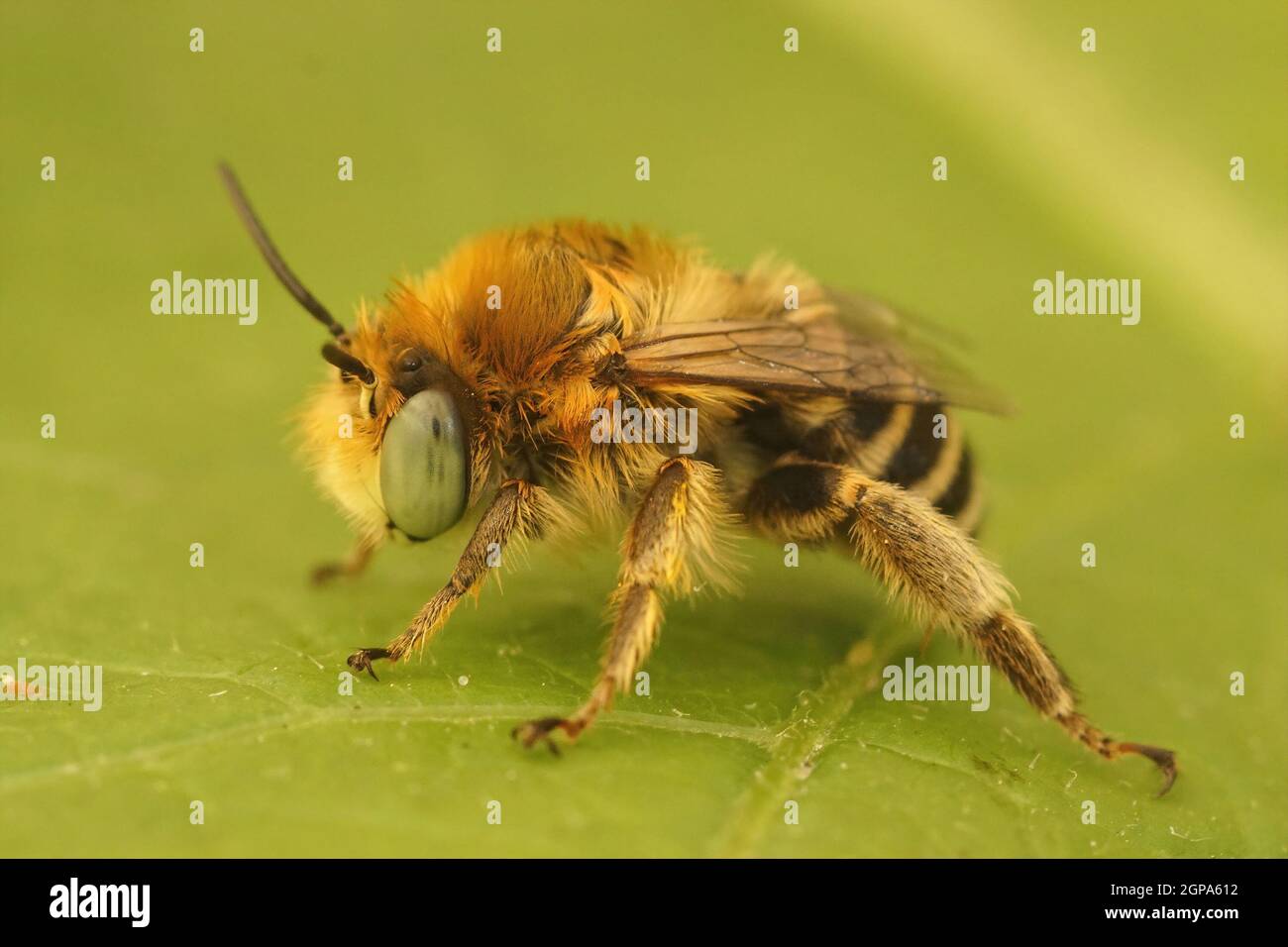 Closeup on a male hairy little flower bee , Anthophora bimaculata Stock ...