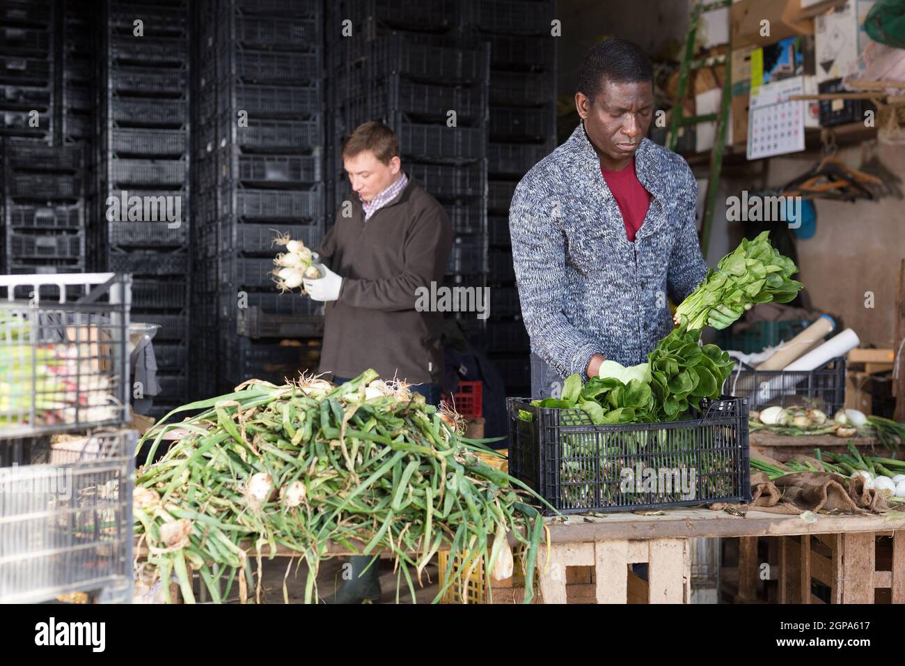 Hired workers work in the vegetable storehouse Stock Photo - Alamy
