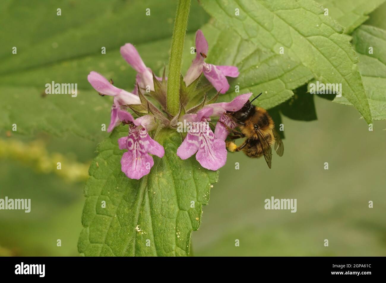 Closeup on a female Fork tailed flower bee, Anthophora furcata Stock ...