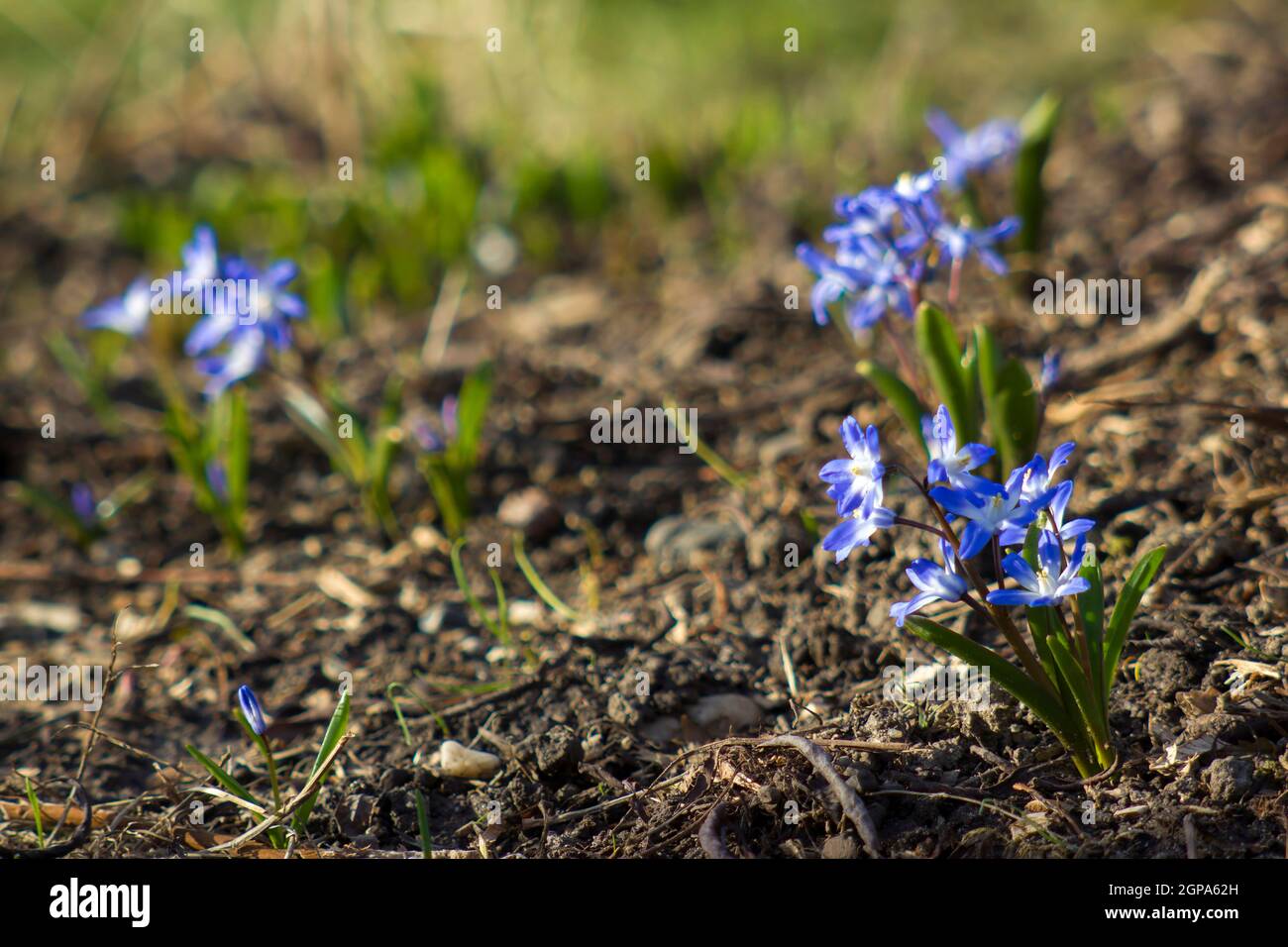 hyacinth flowers - one of the first spring flowers - soft focus Stock ...