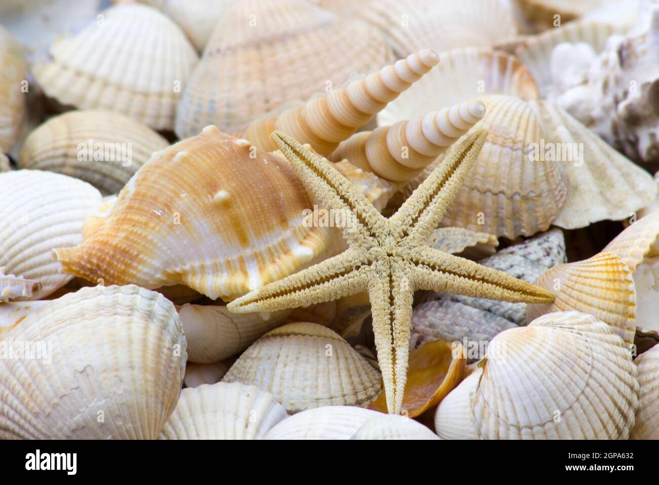 sea shells background Stock Photo - Alamy