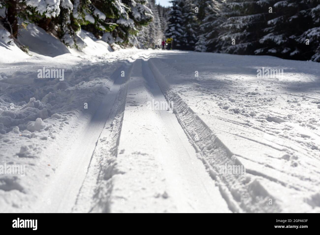 cross-country skiing in the woods in the snow in winter Stock Photo - Alamy