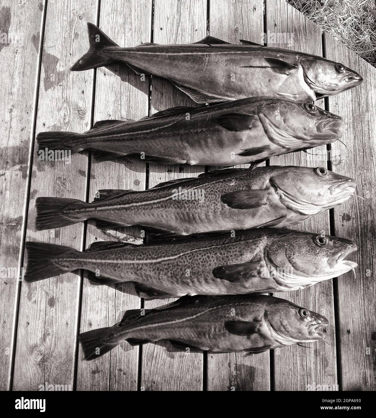 Meeresfische hi-res stock photography and images - Alamy