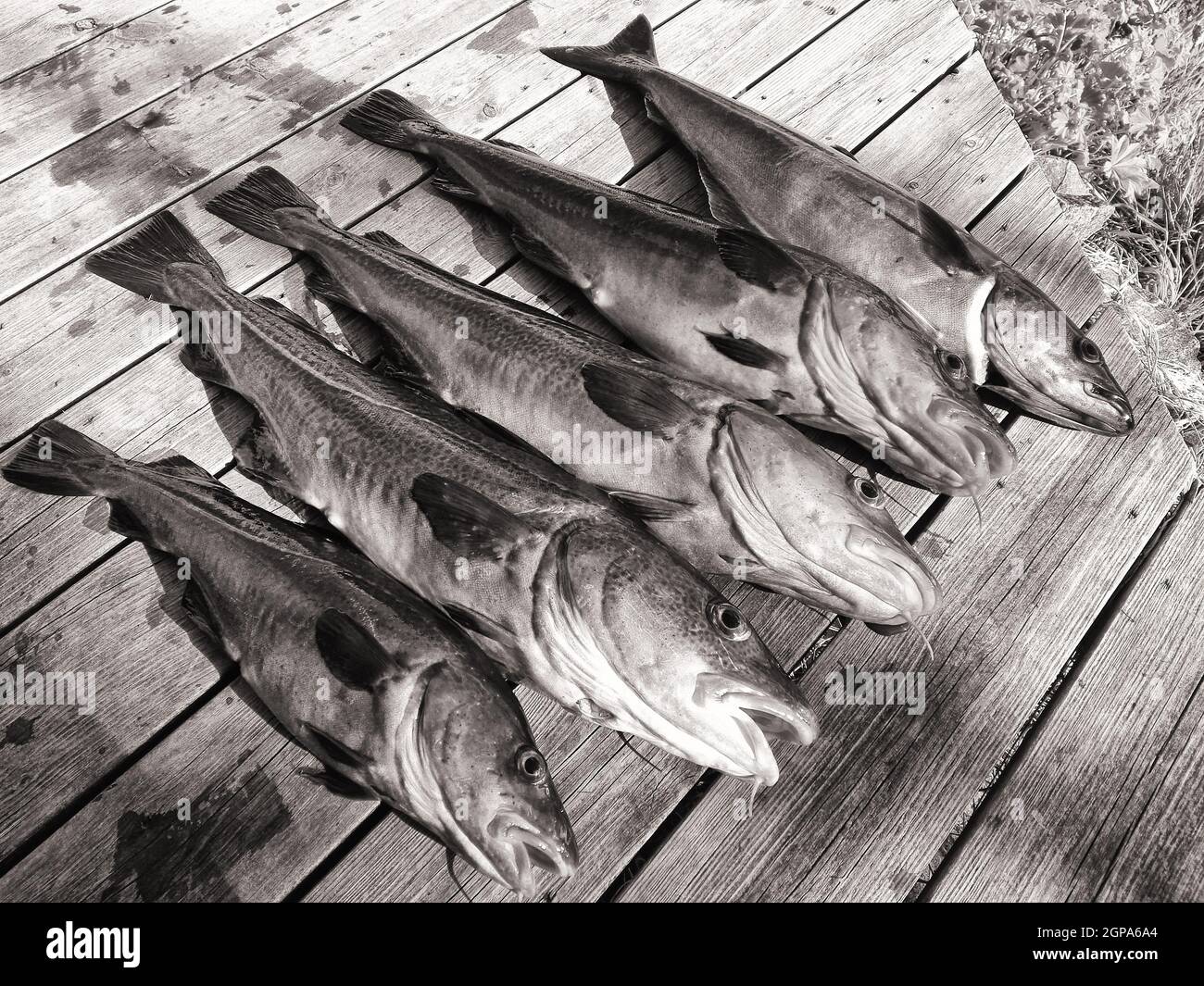 Meeresfische hi-res stock photography and images - Alamy