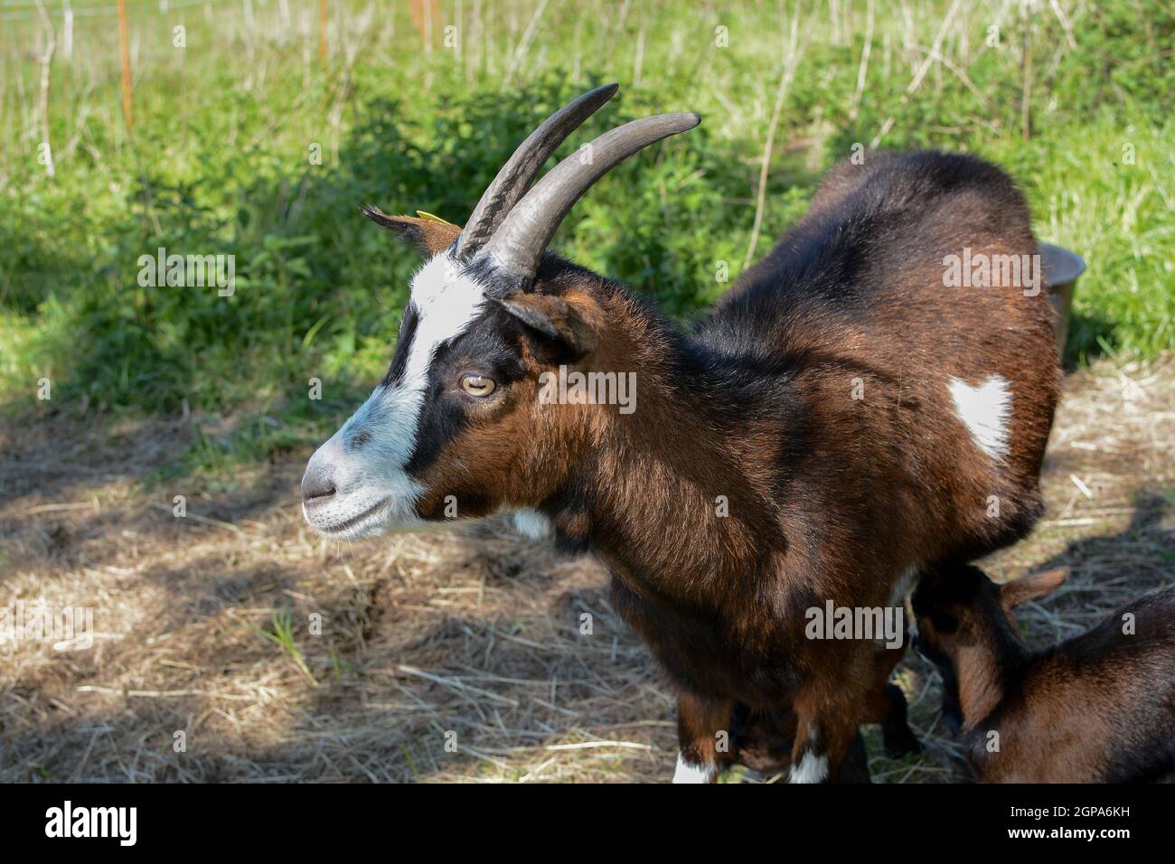 1 week old kid with mother goats drinking milk on a green meadow Stock ...
