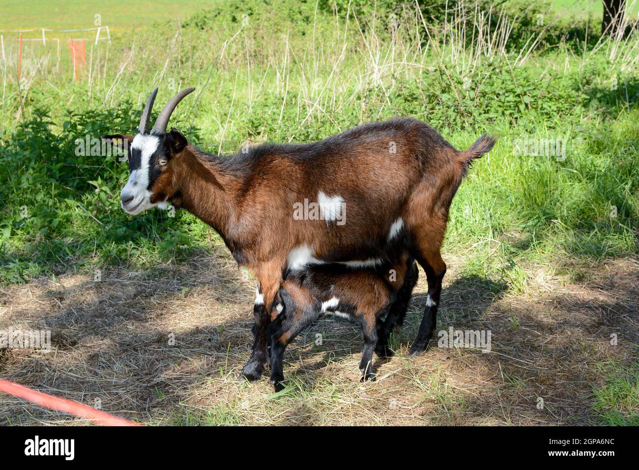 1 week old kid with mother goats drinking milk on a green meadow Stock ...