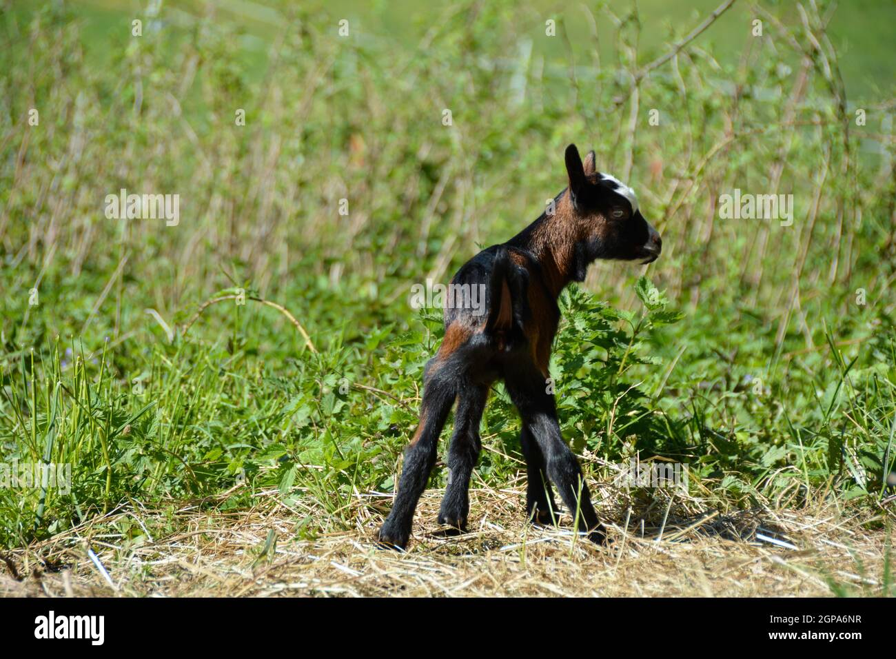 A 1 week old goat lamb on a green meadow with copy space Stock Photo ...
