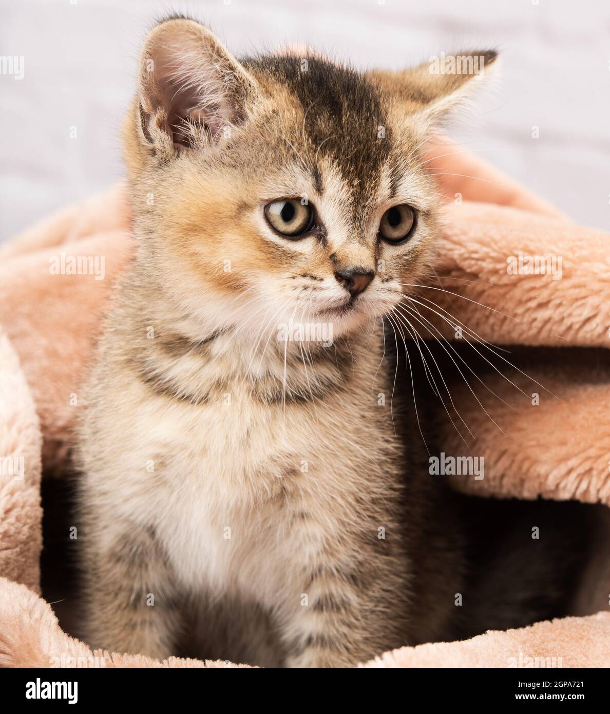 portrait of a kitten scottish chinchilla straight sitting in a blanket ...
