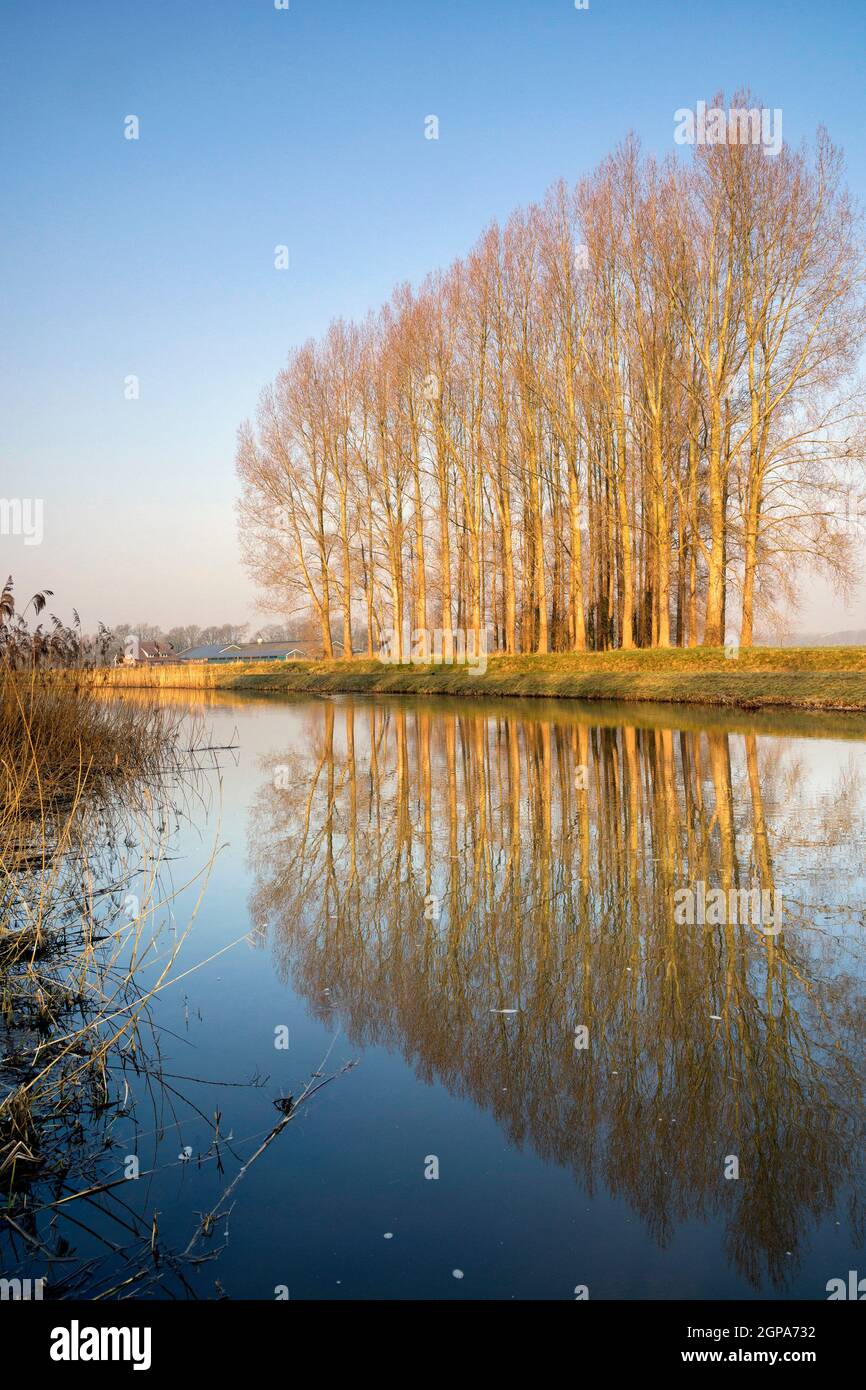 Trees along the river Berkel on a beautiful morning near the Dutch ...