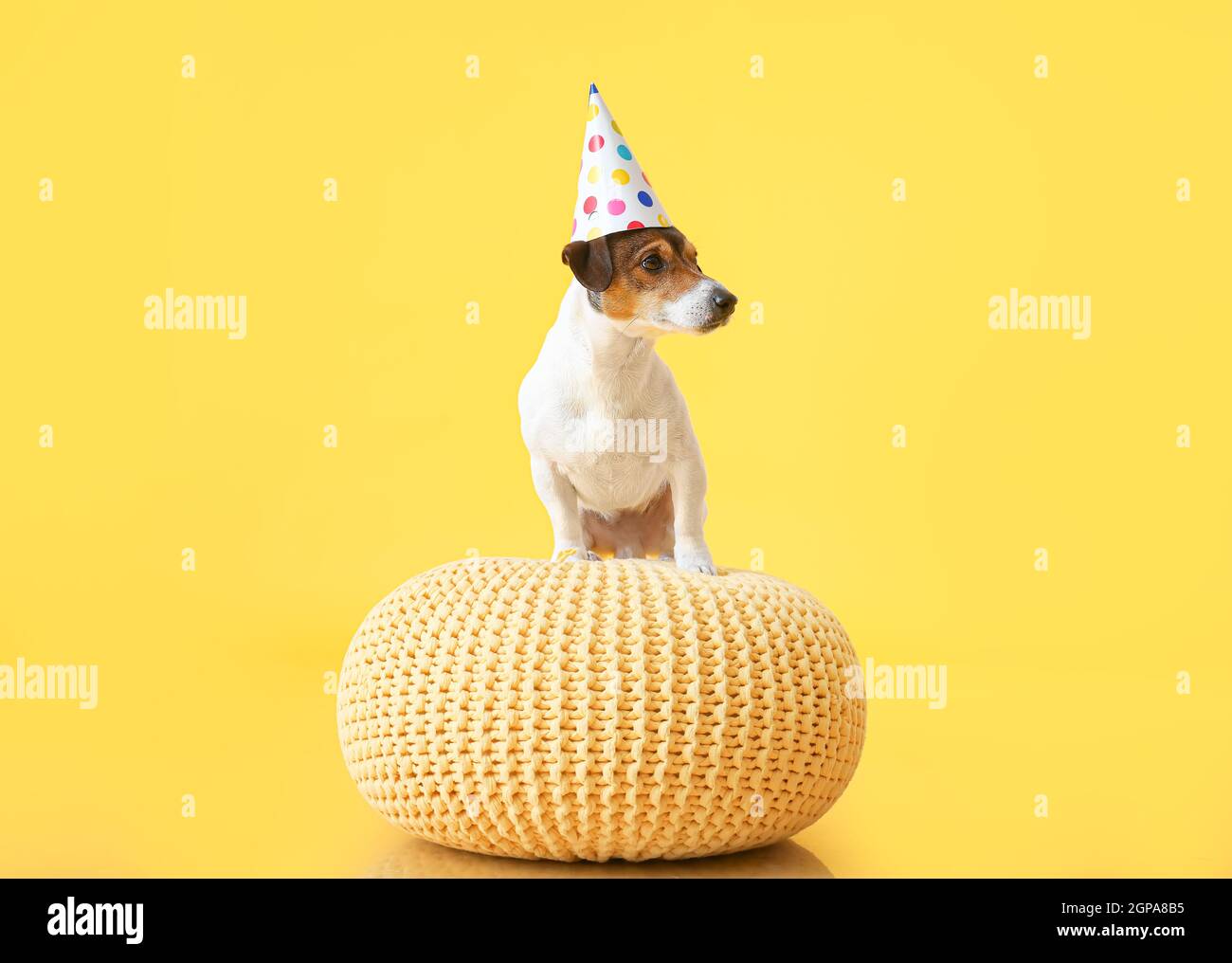Adorable dog in party hat on pouf against color background Stock Photo ...