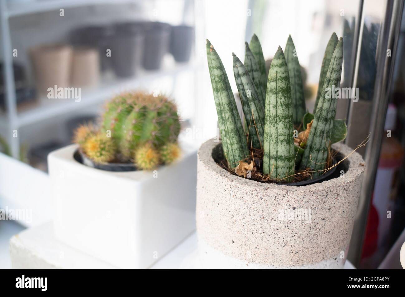 Mini plant pot on counter, stock photo Stock Photo - Alamy